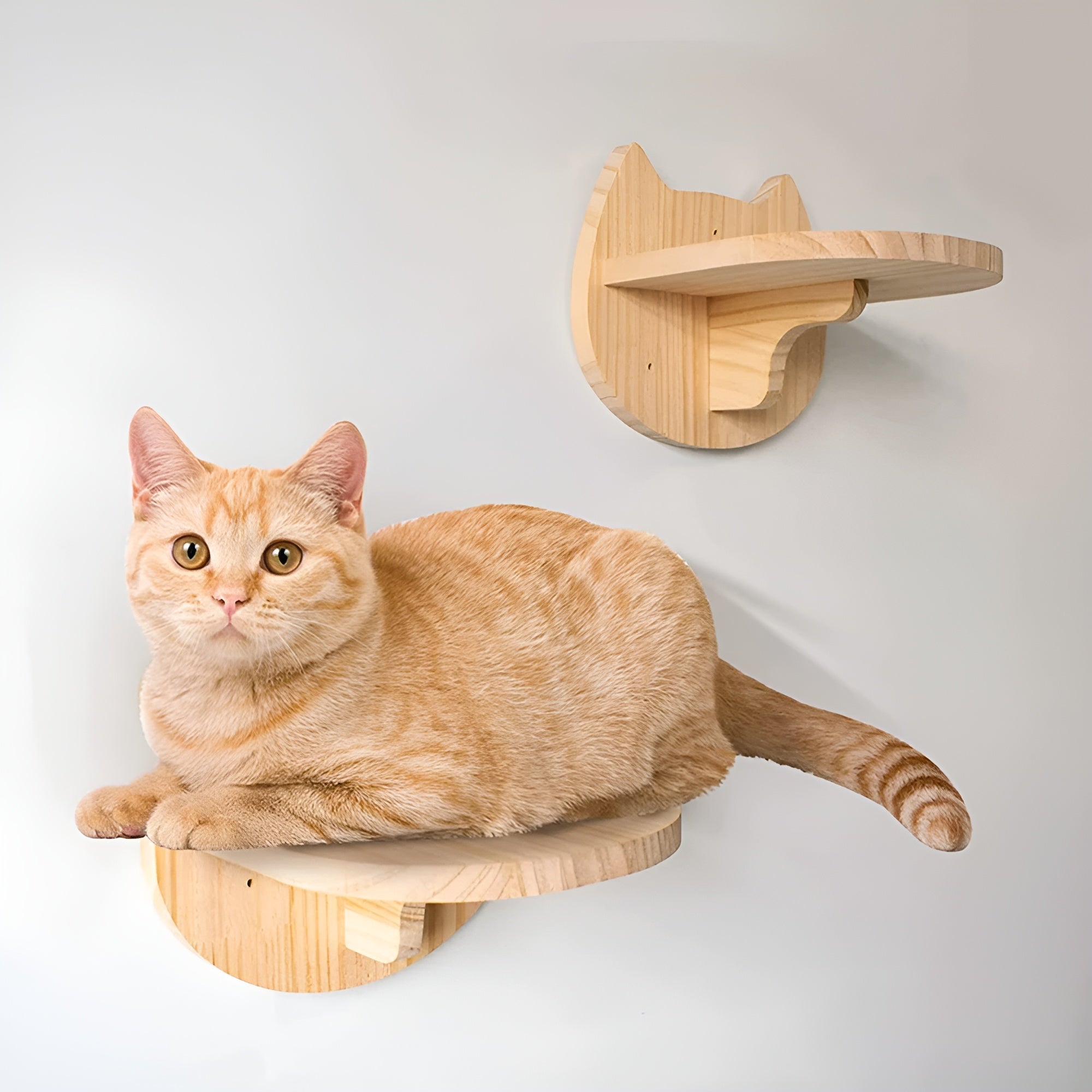 PurrMount Board | Wall-Mounted Cat Climbing Shelf with Scratching Post ...